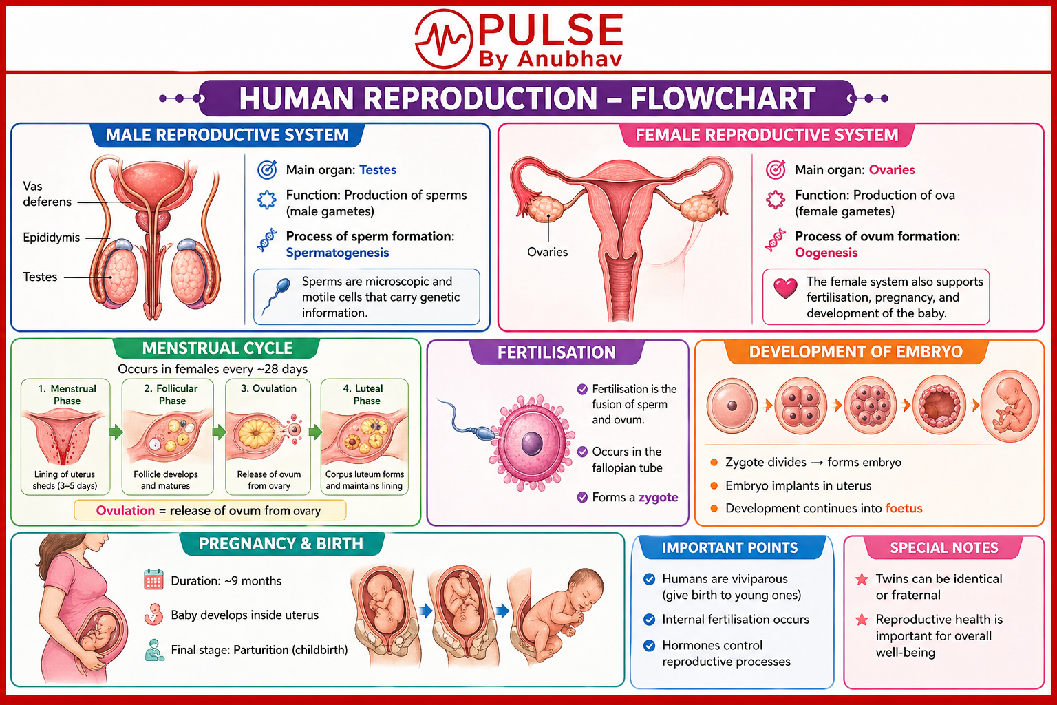 Science Biology Notes | Class 12 – Chapter 2: Human Reproduction ...
